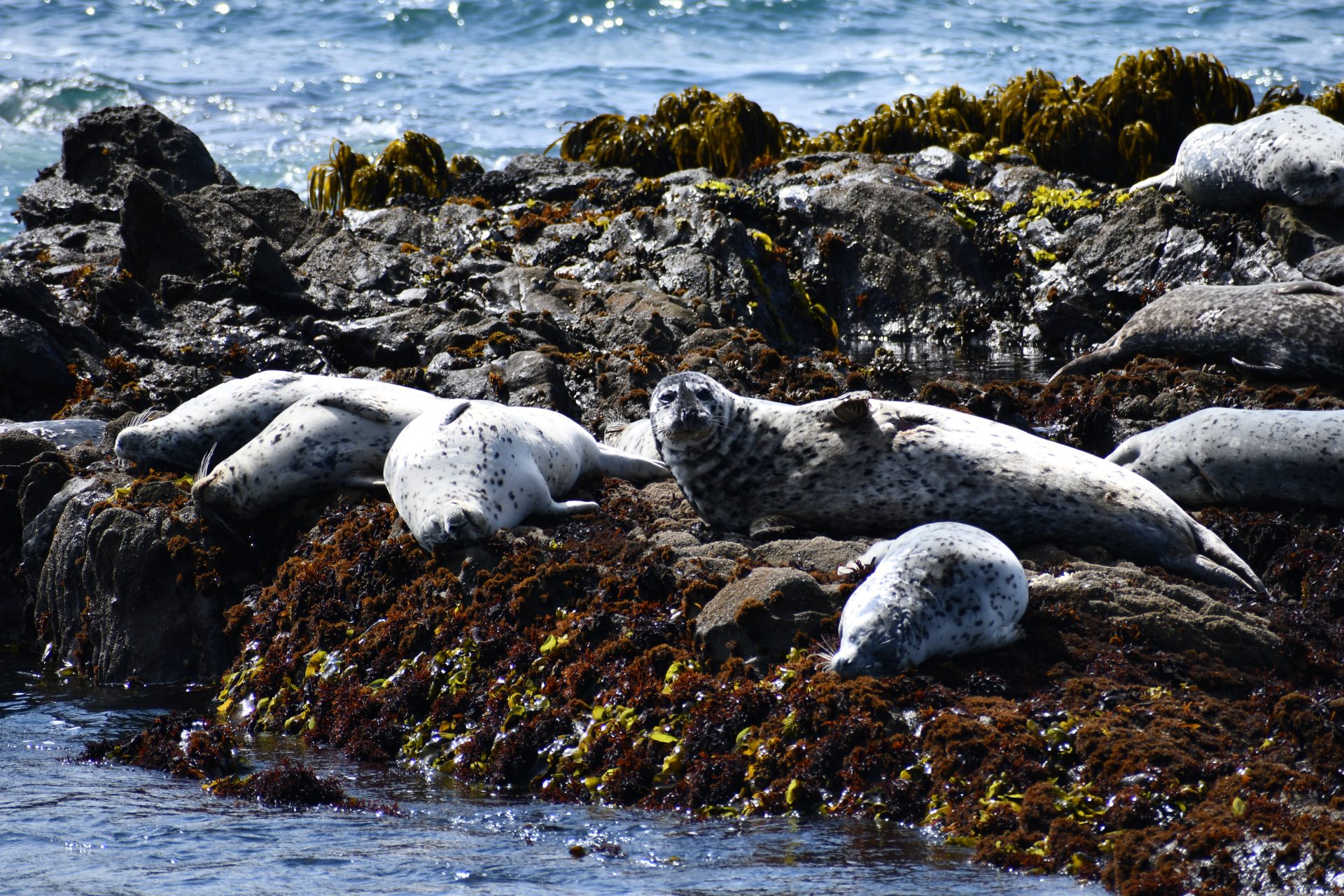 Health, Wealth, and Happiness - To Long Life and Honey in the Heart ...